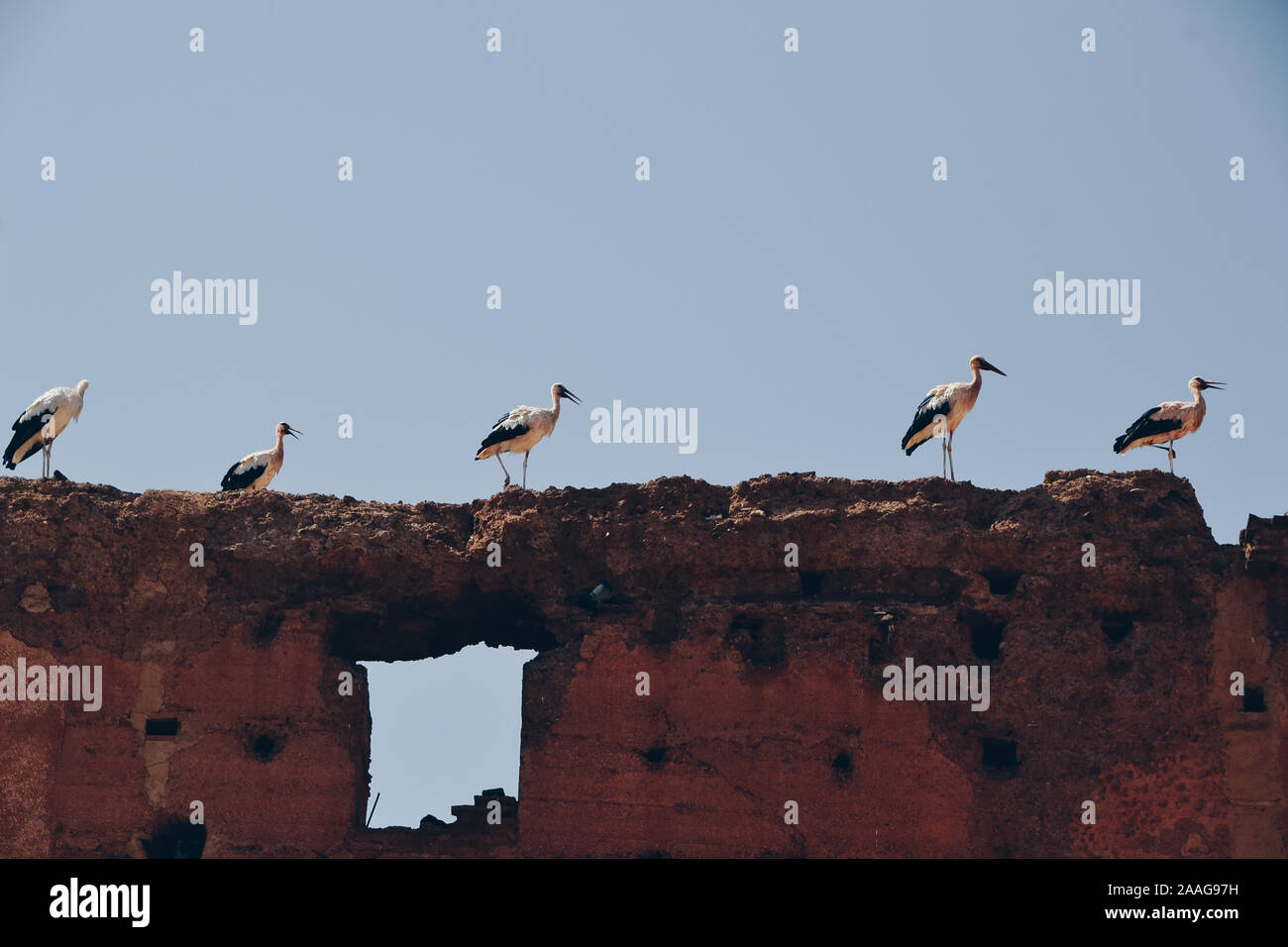 Tall storks hi-res stock photography and images - Alamy