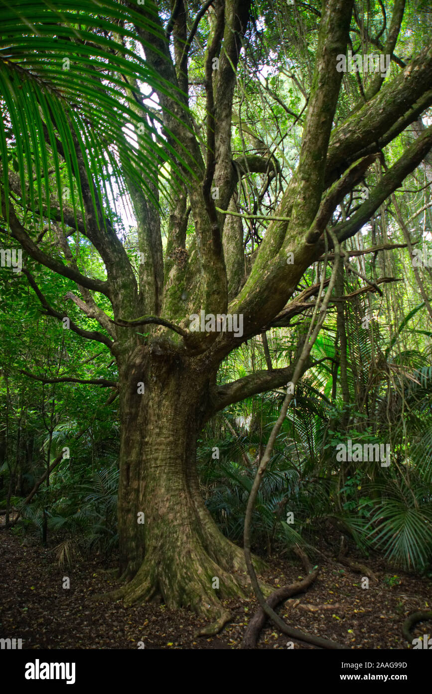 Dark mysterious pathway hi-res stock photography and images - Alamy