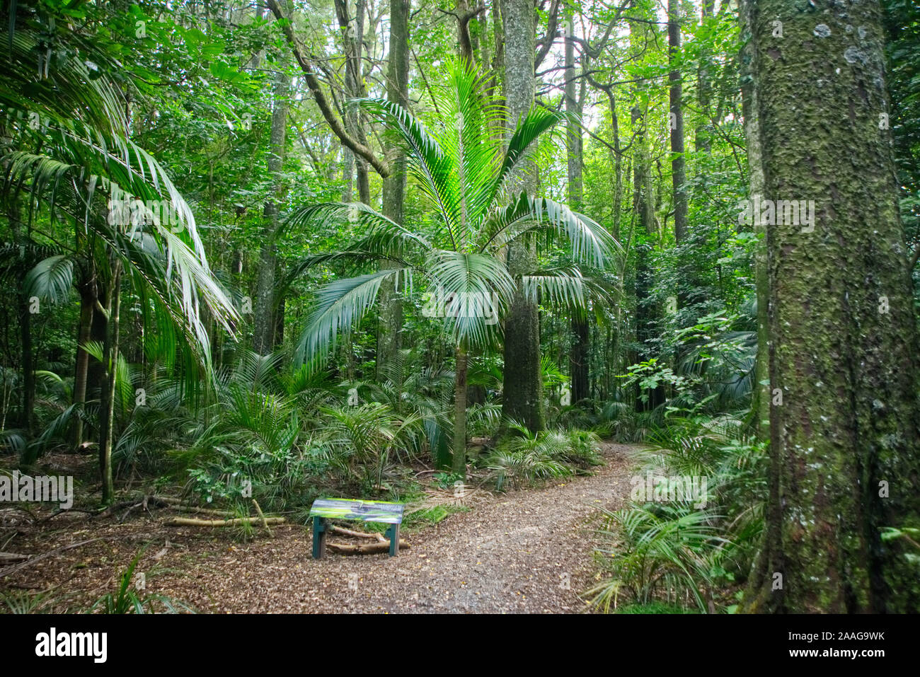 Dark mysterious pathway hi-res stock photography and images - Alamy