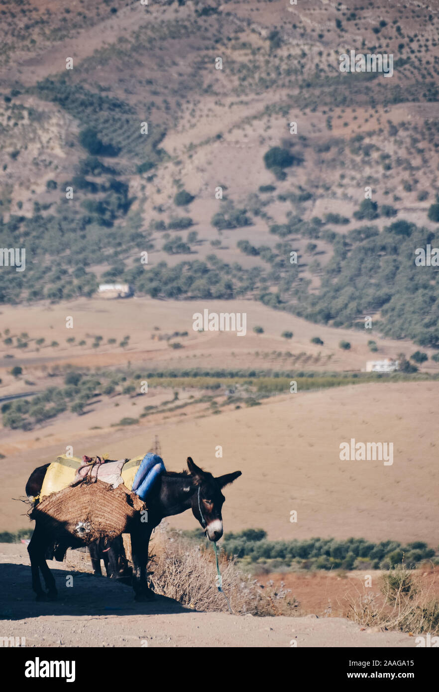 Donkey ride morocco hi-res stock photography and images - Alamy