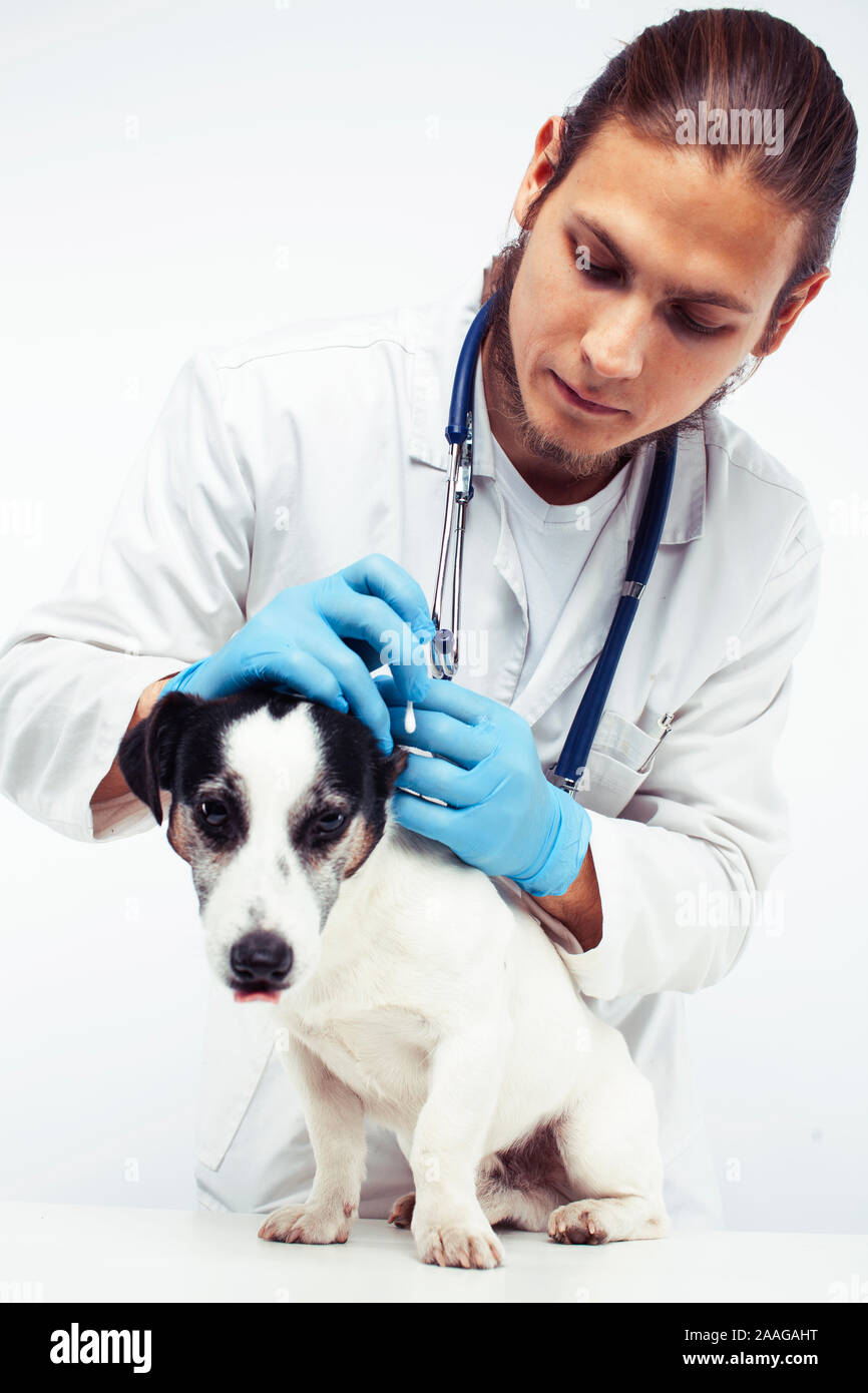 young veterinarian doctor in blue gloves examine little cute dog jack ...