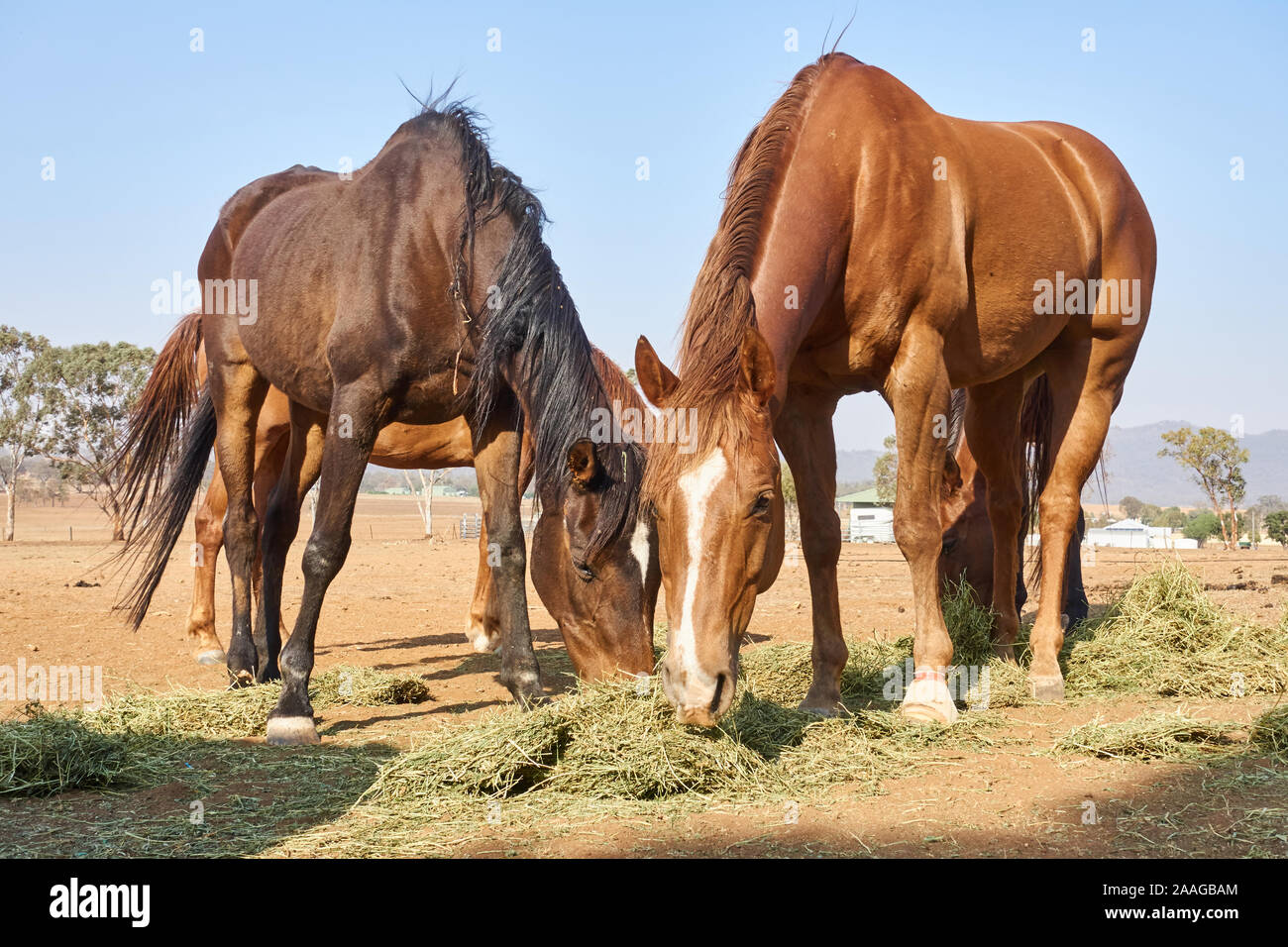 Horses eating hay in a drought stricken paddock Stock Photo - Alamy