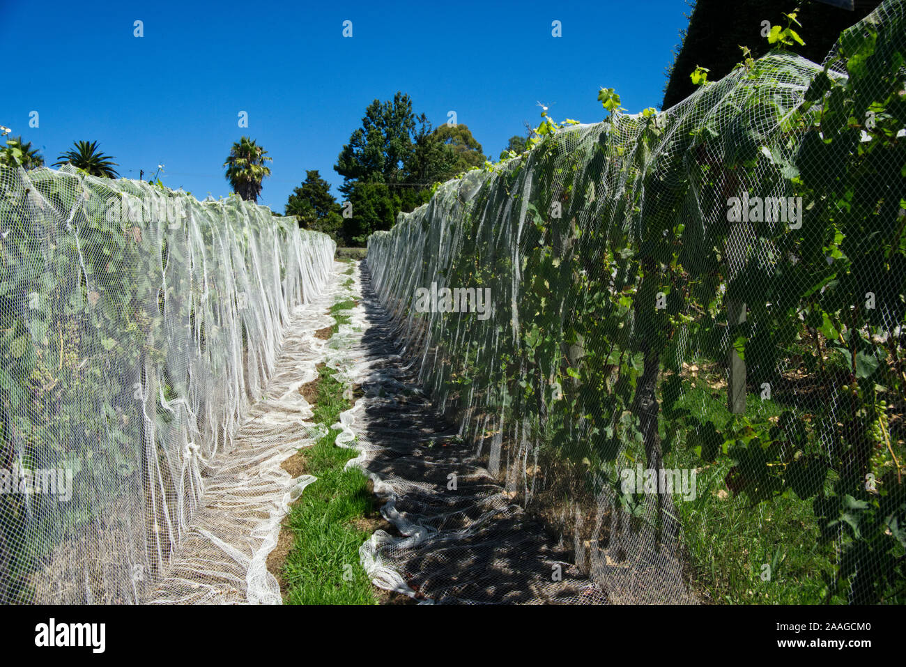 Bird netting hi-res stock photography and images - Alamy
