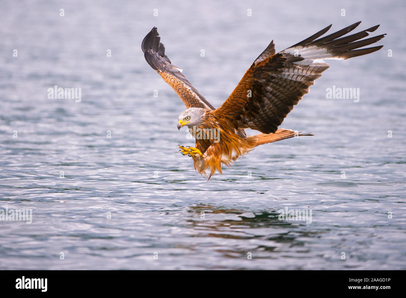 Milvus milvus, Roter Milan, Rotmilan, (Milvus milvus Stock Photo - Alamy