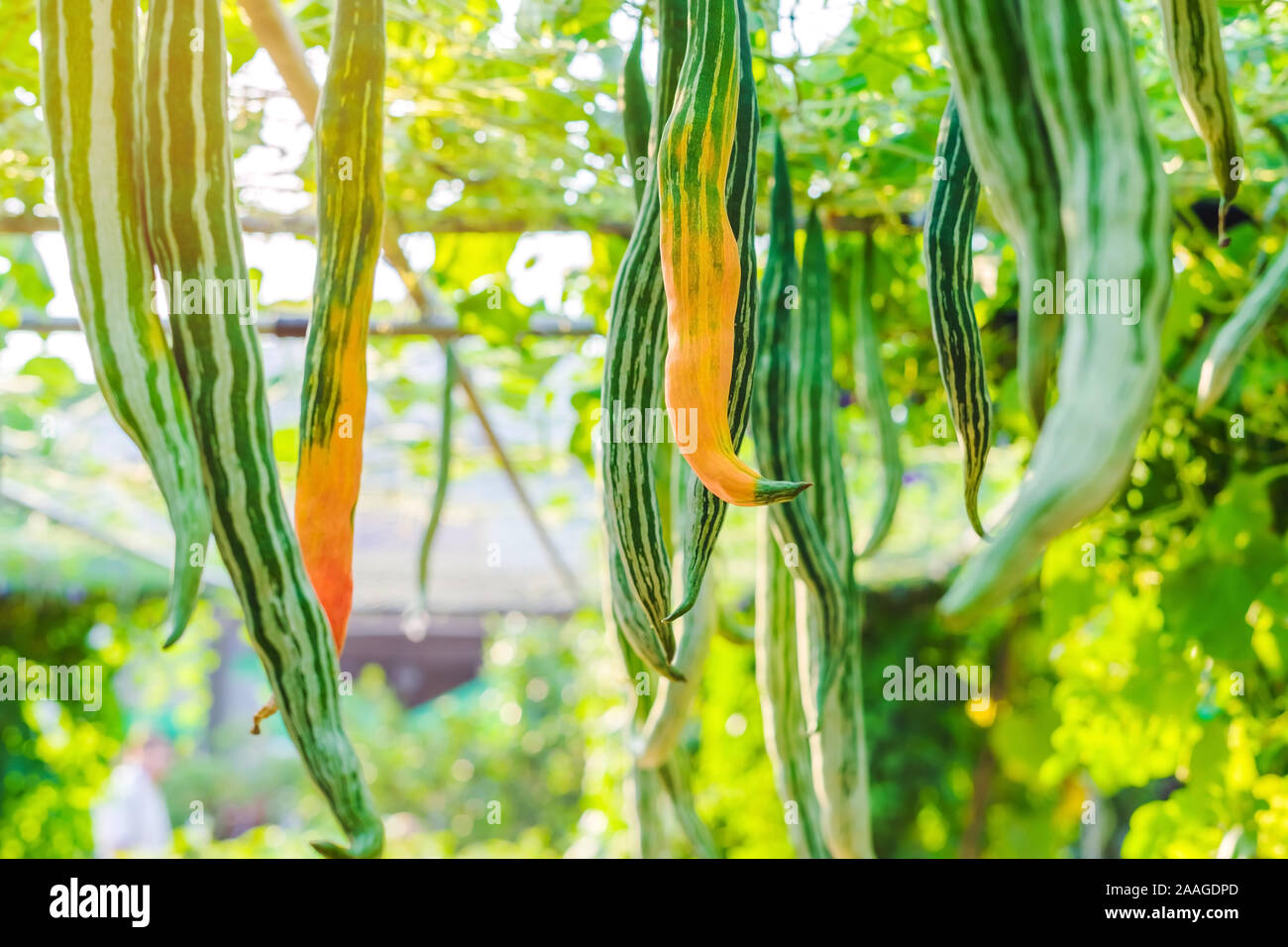 Snake gourd (Trichosanthes anguina Linn) hanging in vegetable garden ...