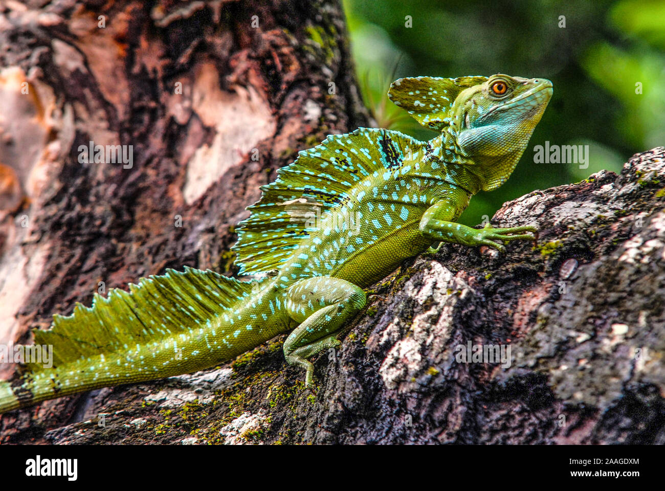 Iguana Basilisco. Iguana verde, reptil que habita en la zona de Rio San ...
