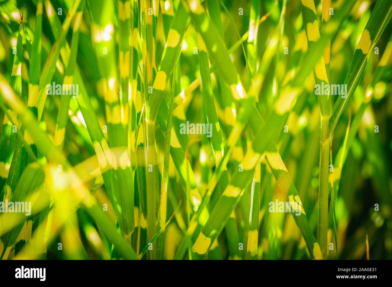 Dark version. Close up background texture of striped grass. Green and ...