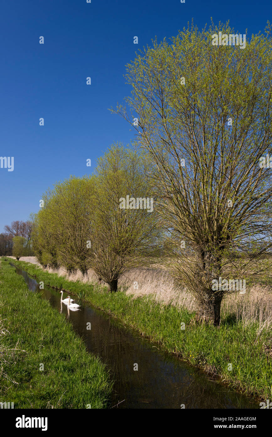 Kopfweiden hi-res stock photography and images - Alamy