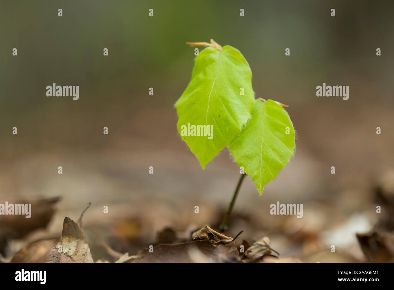 Keimling hi-res stock photography and images - Alamy