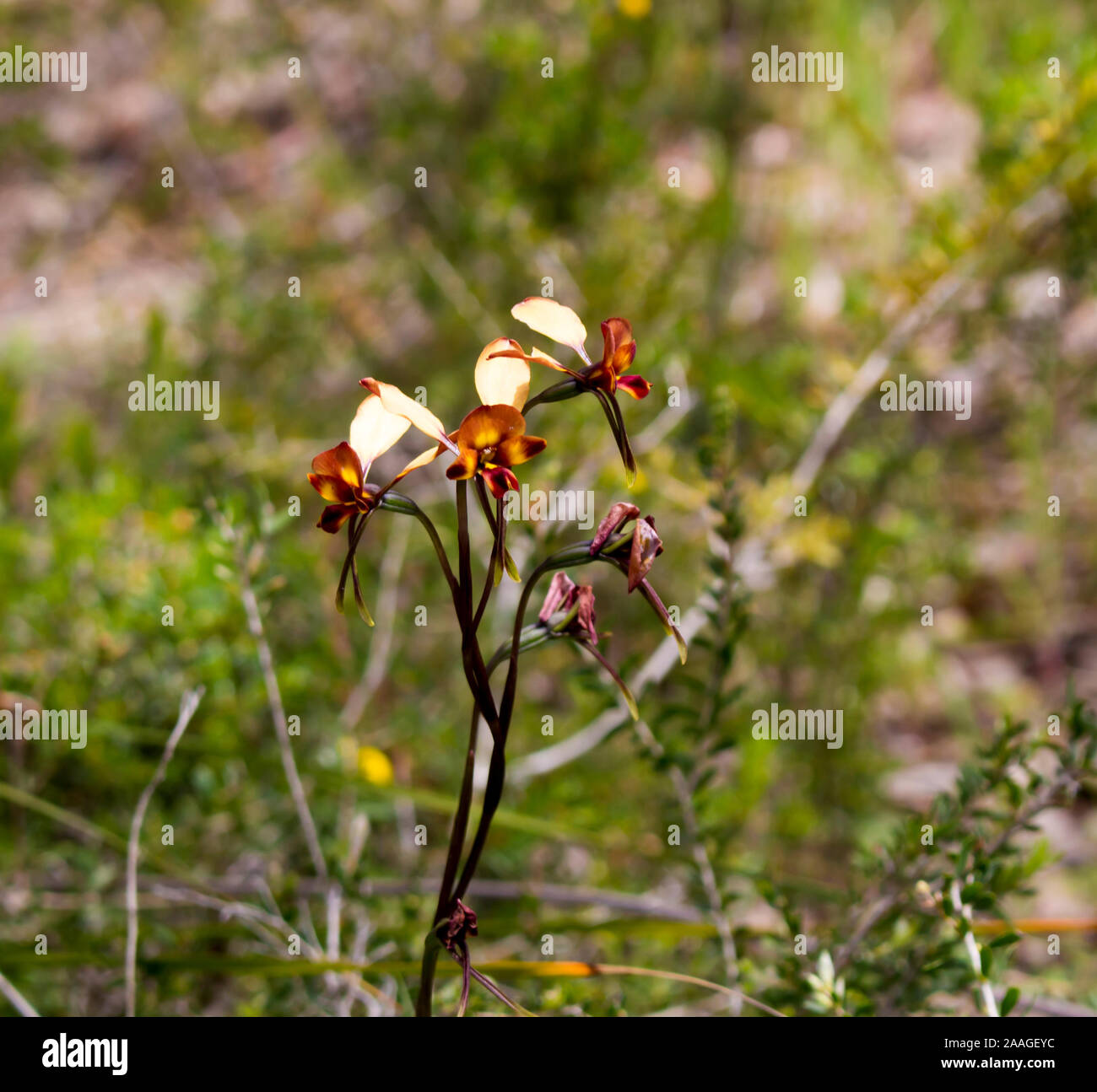 Beautiful rare yellow and brown West Australian wild flower Donkey ...