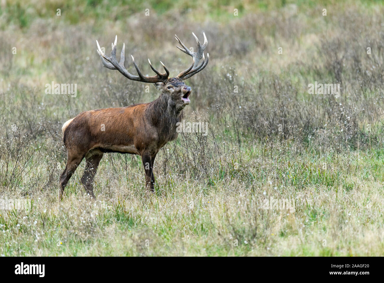 Roehrender rothirsch hi-res stock photography and images - Alamy