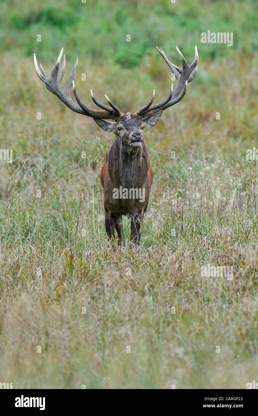 Roehrender rothirsch hi-res stock photography and images - Alamy