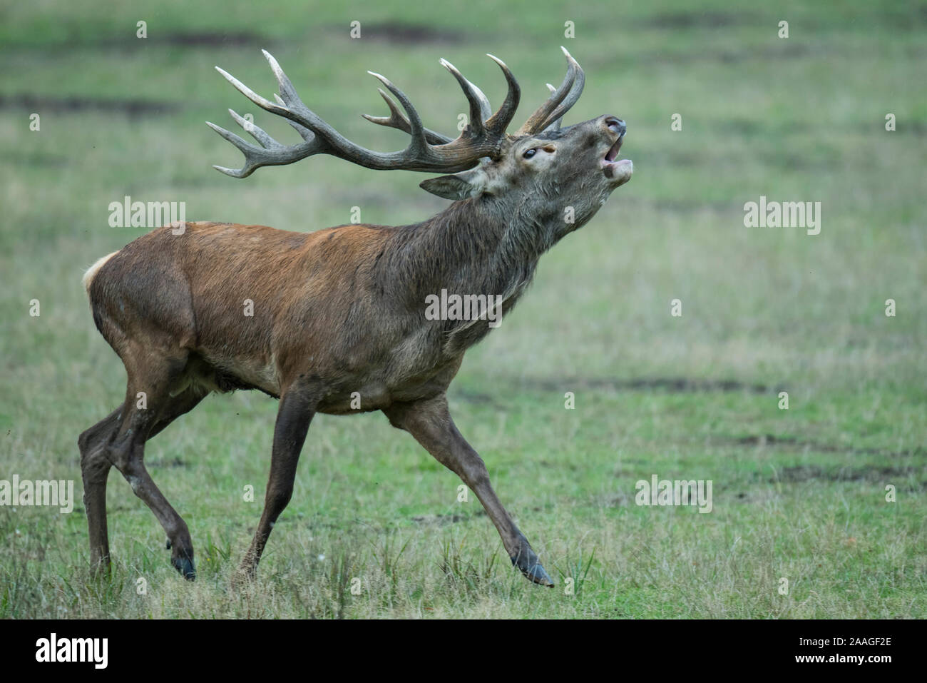Roehrender rothirsch hi-res stock photography and images - Alamy