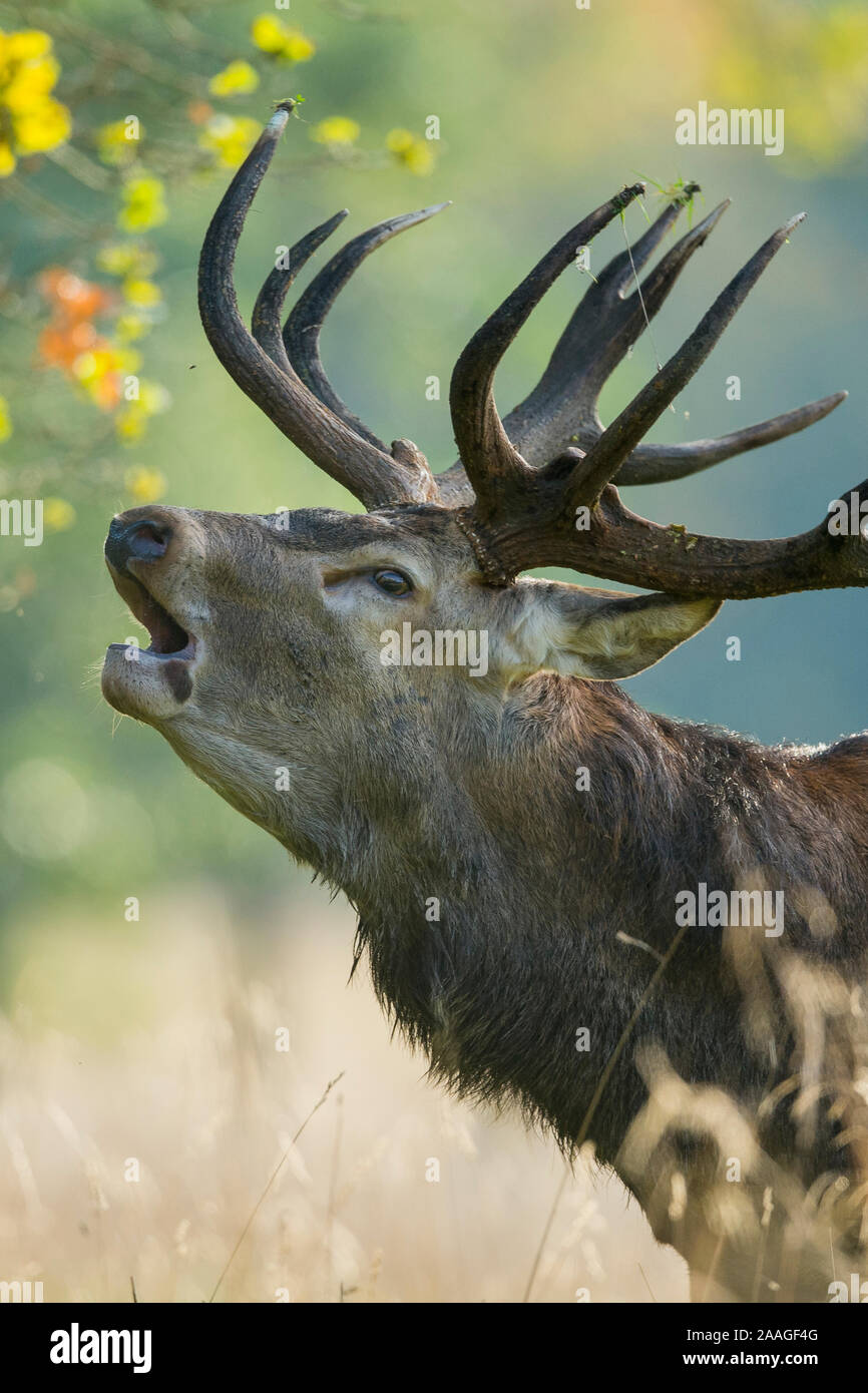 Rothirsch rudel hi-res stock photography and images - Alamy