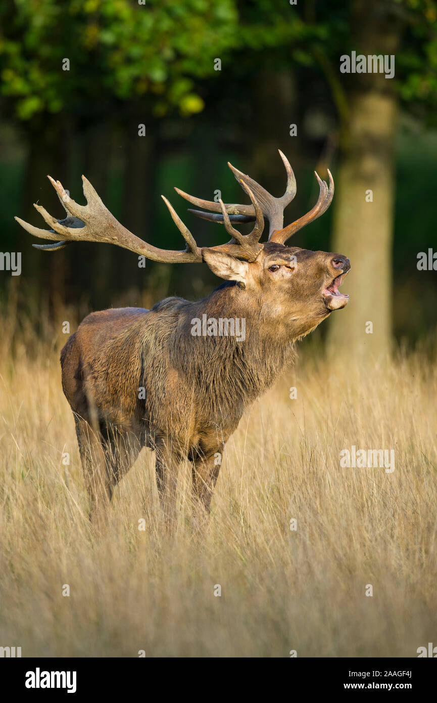 Rothirsch rudel hi-res stock photography and images - Alamy