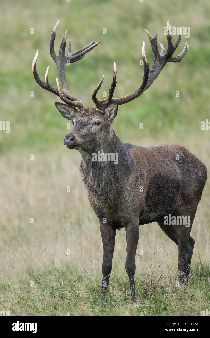 Rothirsch rudel hi-res stock photography and images - Alamy
