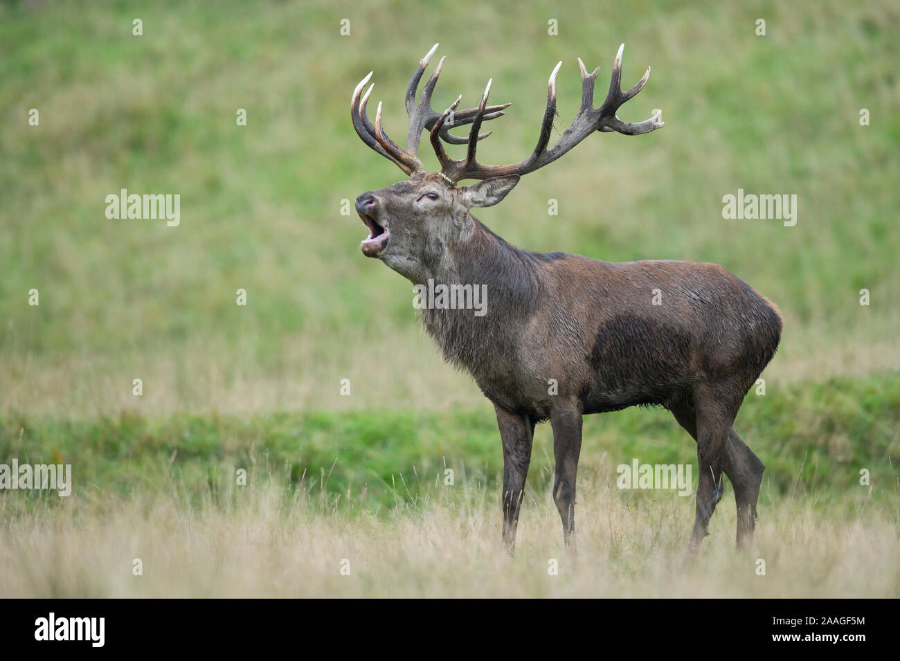 Rothirsch Rudel High Resolution Stock Photography and Images - Alamy