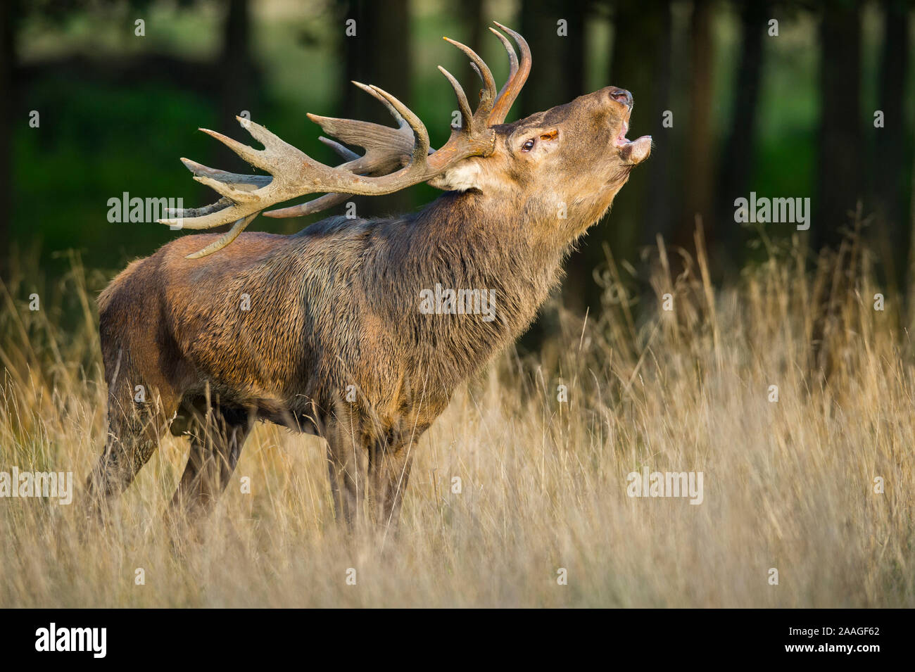 Rothirsch rudel hi-res stock photography and images - Alamy