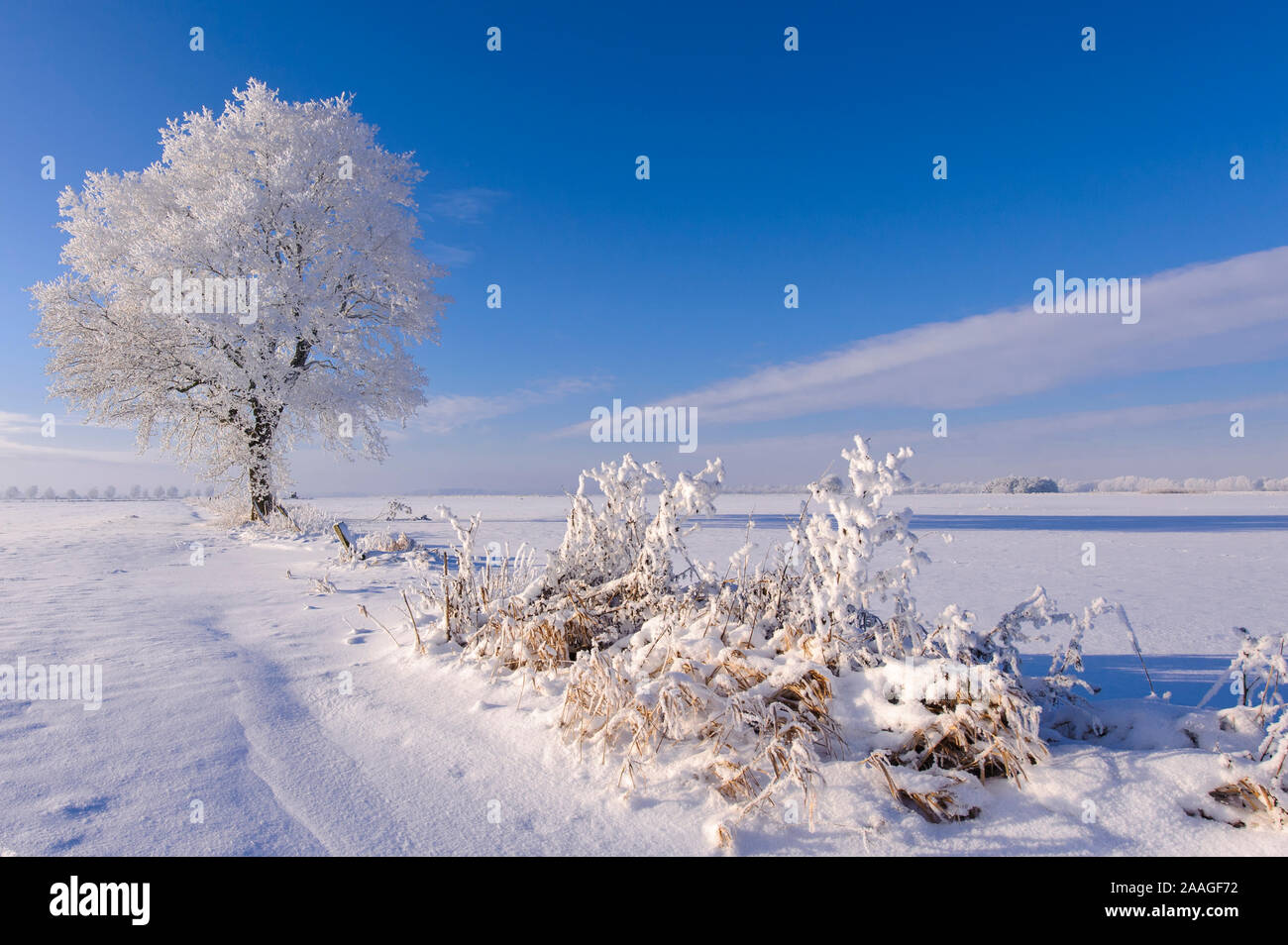 Eiche baum hi-res stock photography and images - Alamy