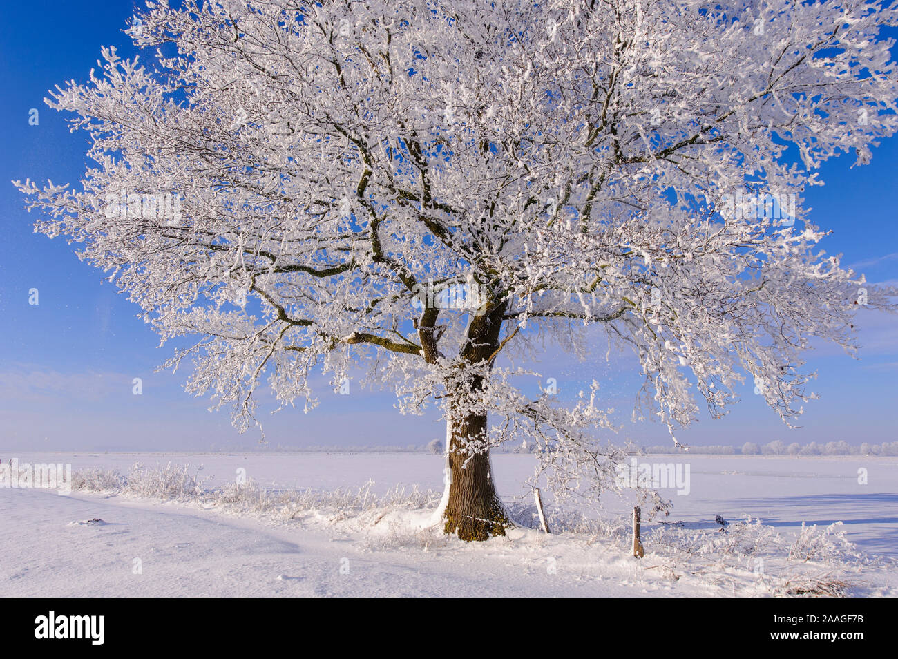 Eiche, Baum im Winter, Frost, Rauhreif Stock Photo - Alamy