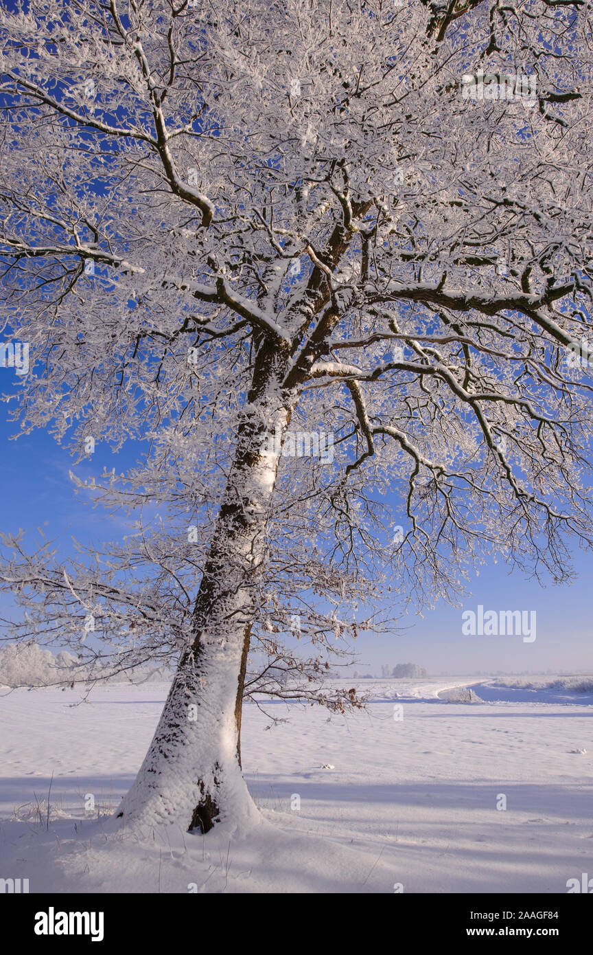 Baum im Winter, Frost, Rauhreif Stock Photo - Alamy