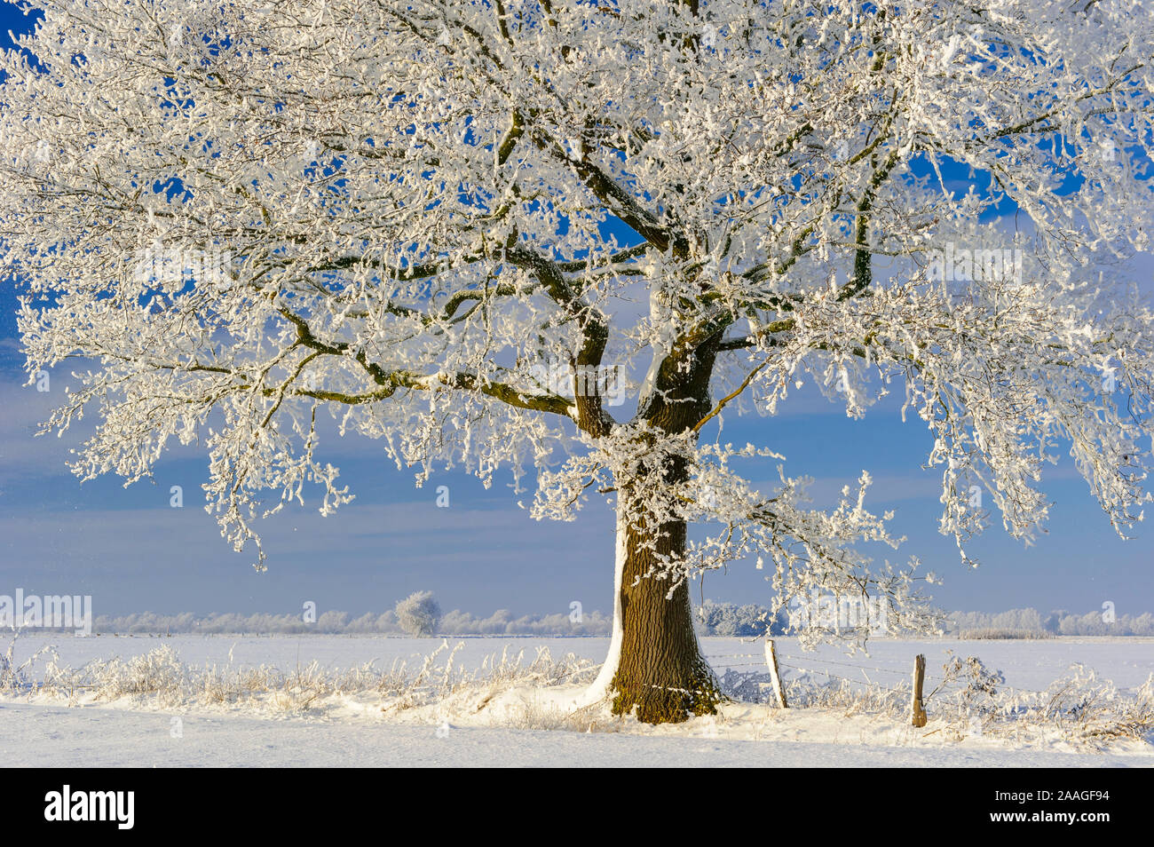 Baum im winter hi-res stock photography and images - Alamy
