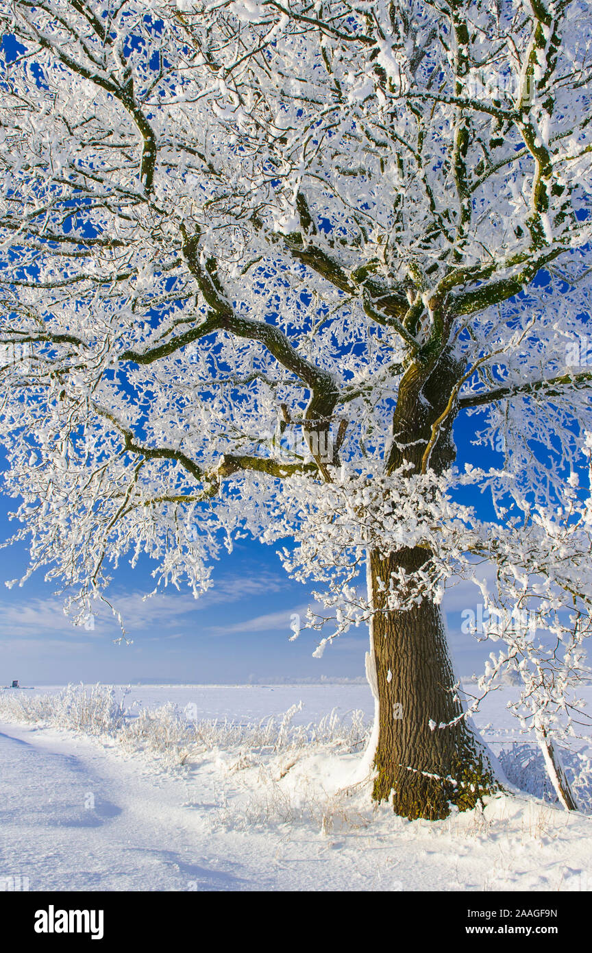 Baum im winter hi-res stock photography and images - Alamy