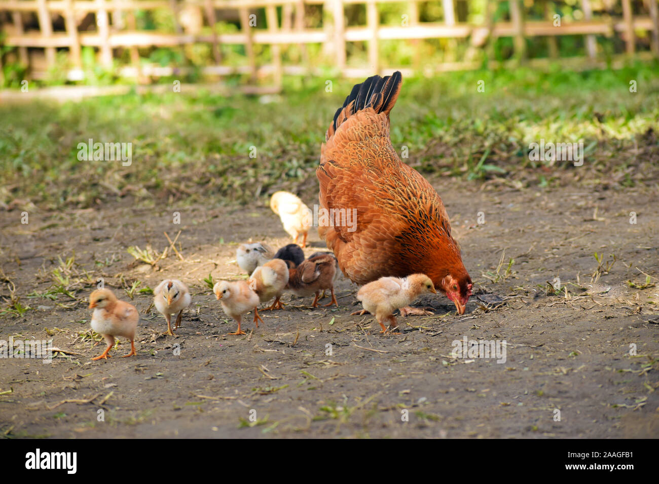 Mother hen and chicks, Assam, India Stock Photo - Alamy