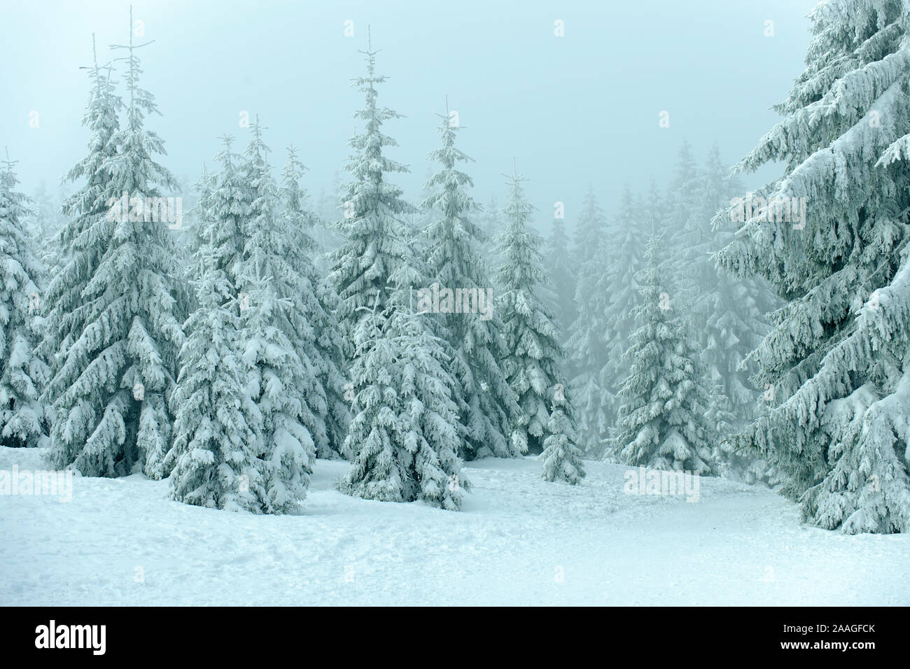 Verschneiter nadelwald hi-res stock photography and images - Alamy