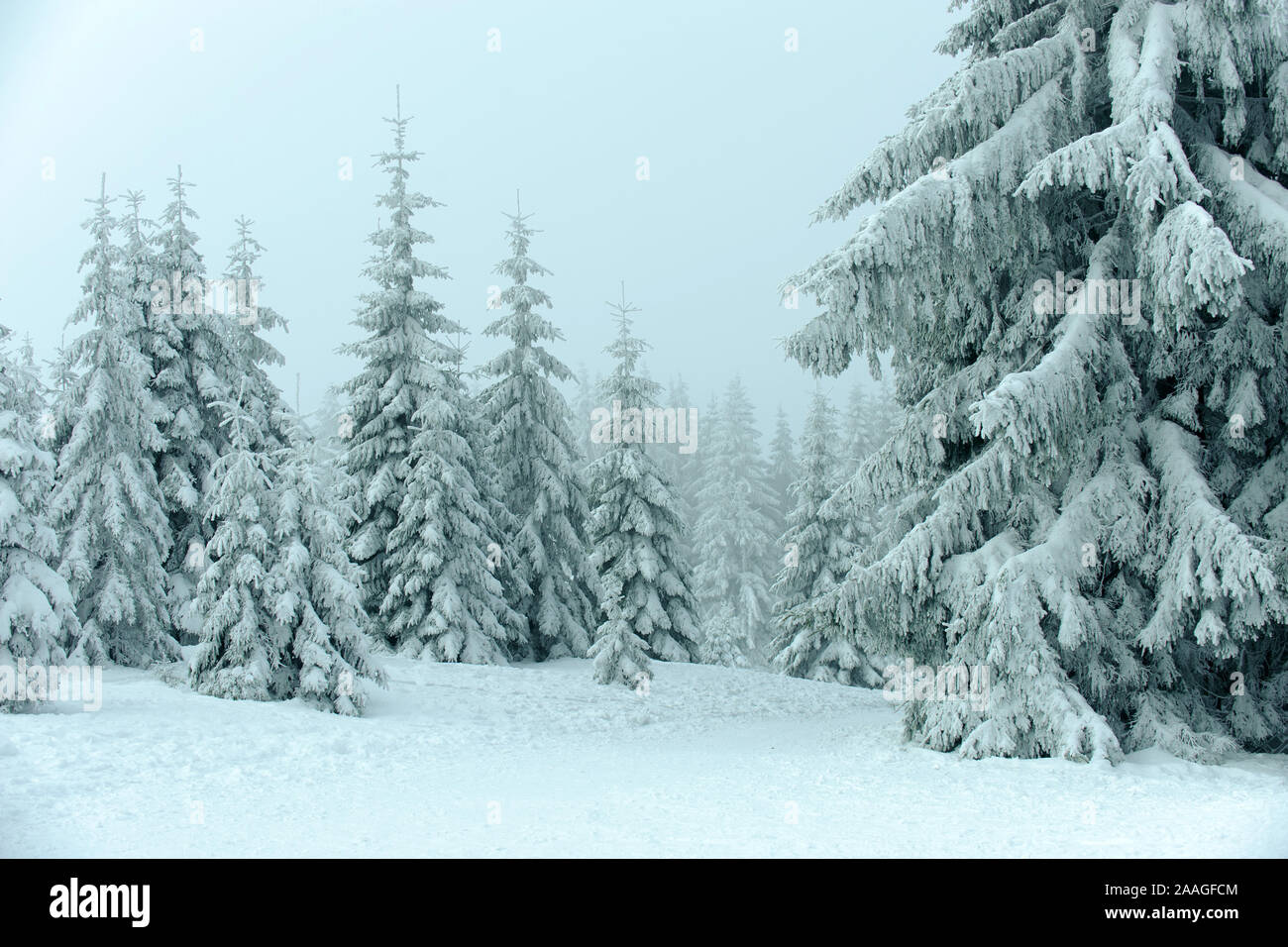 Tannen hi-res stock photography and images - Alamy