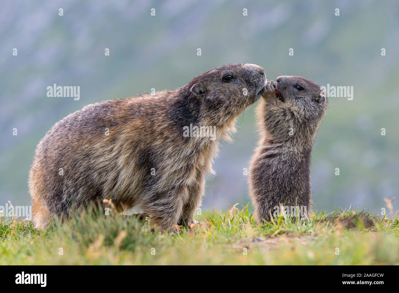 Murmeltier, Alpenmurmeltier, (Marmota marmota Stock Photo - Alamy
