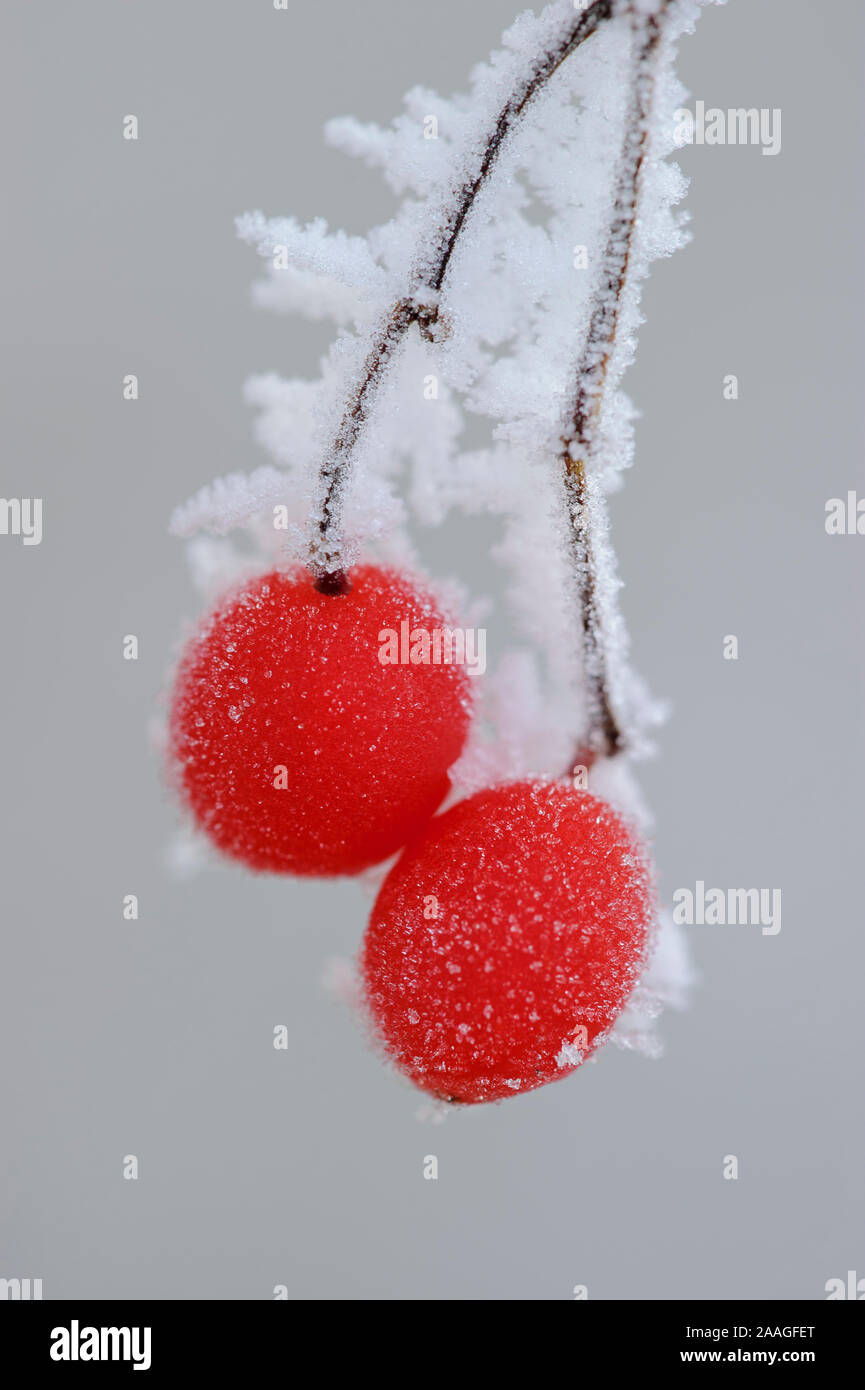 Schneeball-Berren mit Rauhreif Stock Photo - Alamy