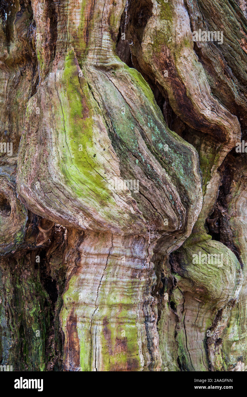 Alte buche hi-res stock photography and images - Alamy
