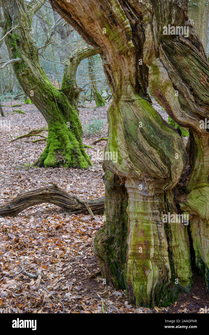 Alte buche hi-res stock photography and images - Alamy