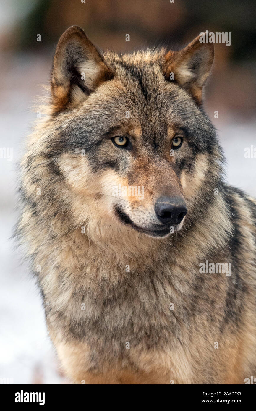 Wolf, (Canis lupus), Portraet Stock Photo - Alamy