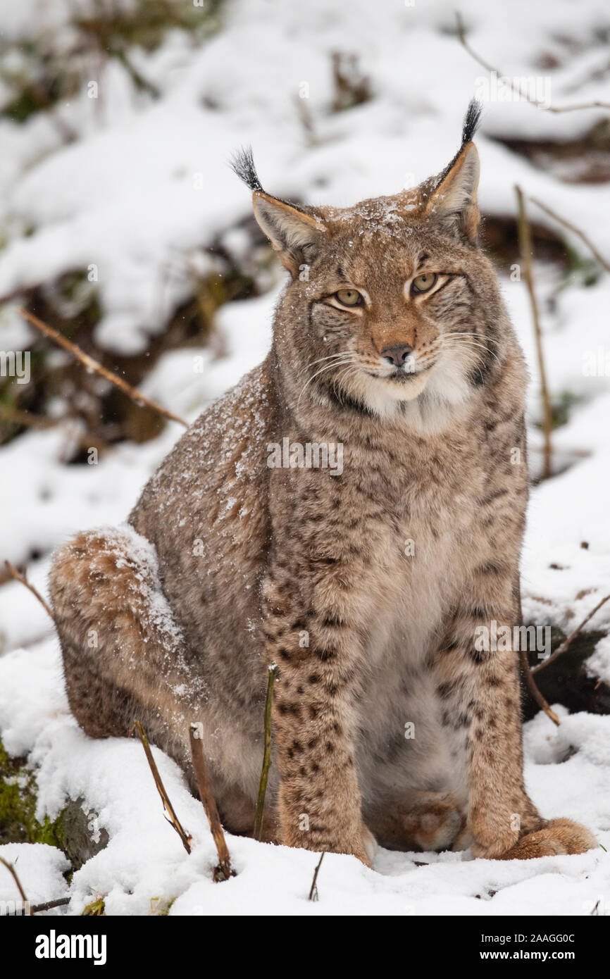 Luchs katze hi-res stock photography and images - Alamy