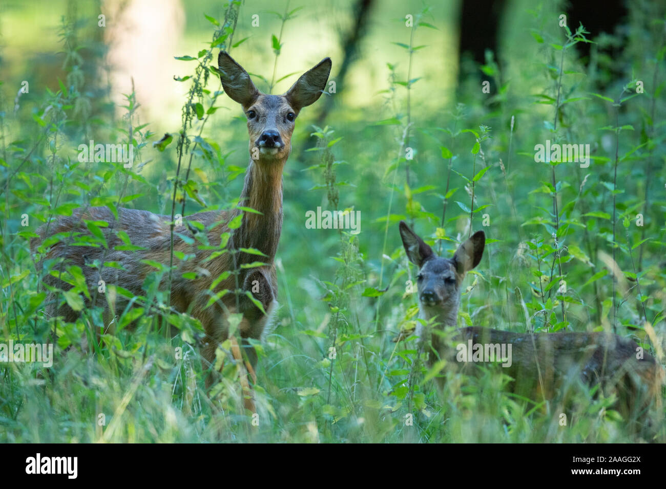 Mit kitz hi-res stock photography and images - Alamy