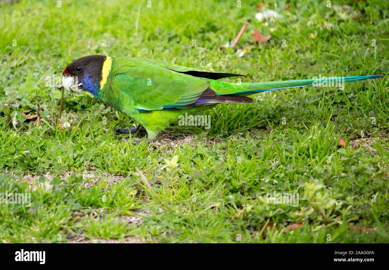 Australian ring neck parrot hi-res stock photography and images - Alamy