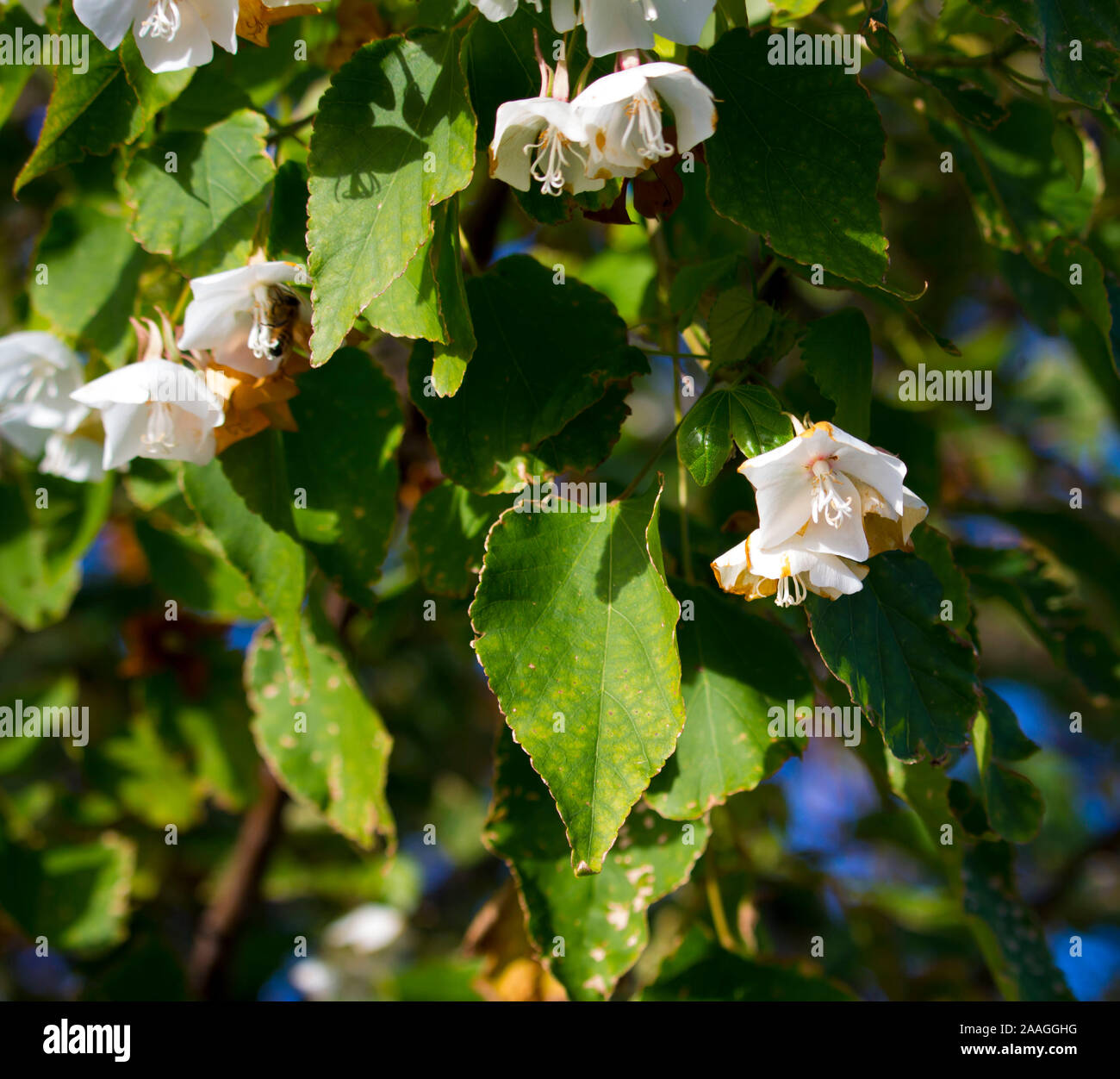 Drooping Flowers Stock Photos & Drooping Flowers Stock Images - Alamy
