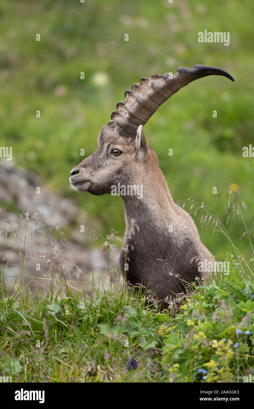 Steinbock in den Alpen Stock Photo - Alamy