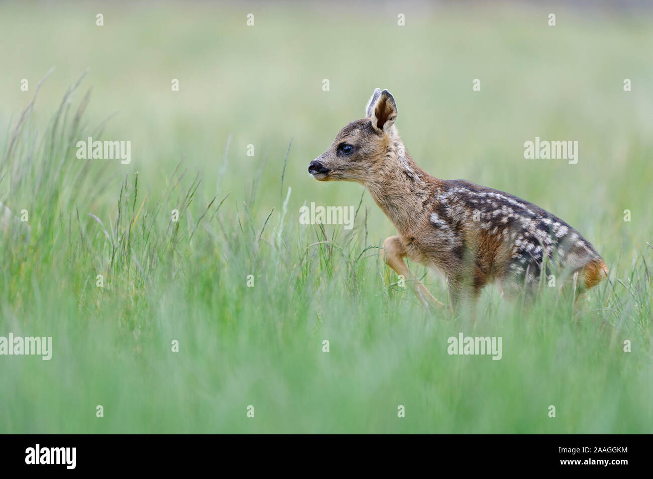 Roe deer kitz hi-res stock photography and images - Alamy