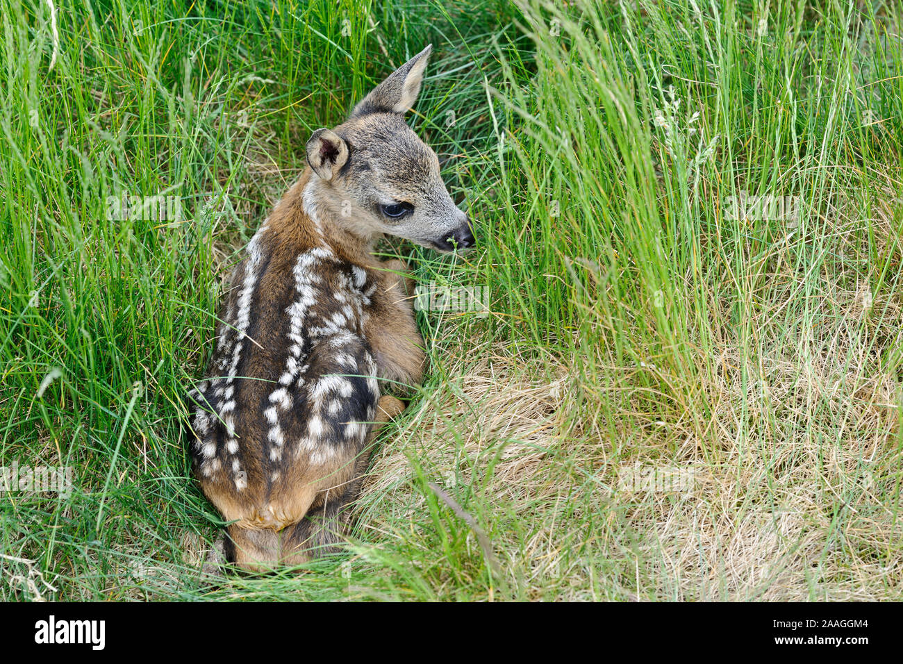 Capreolus capreolus jungtier kitz reh hi-res stock photography and ...
