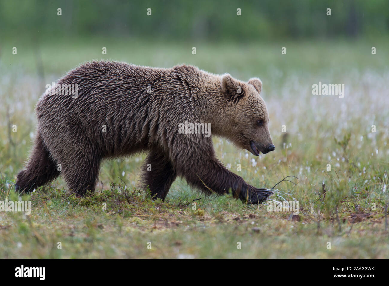 Braunbaer in Finnland Stock Photo - Alamy