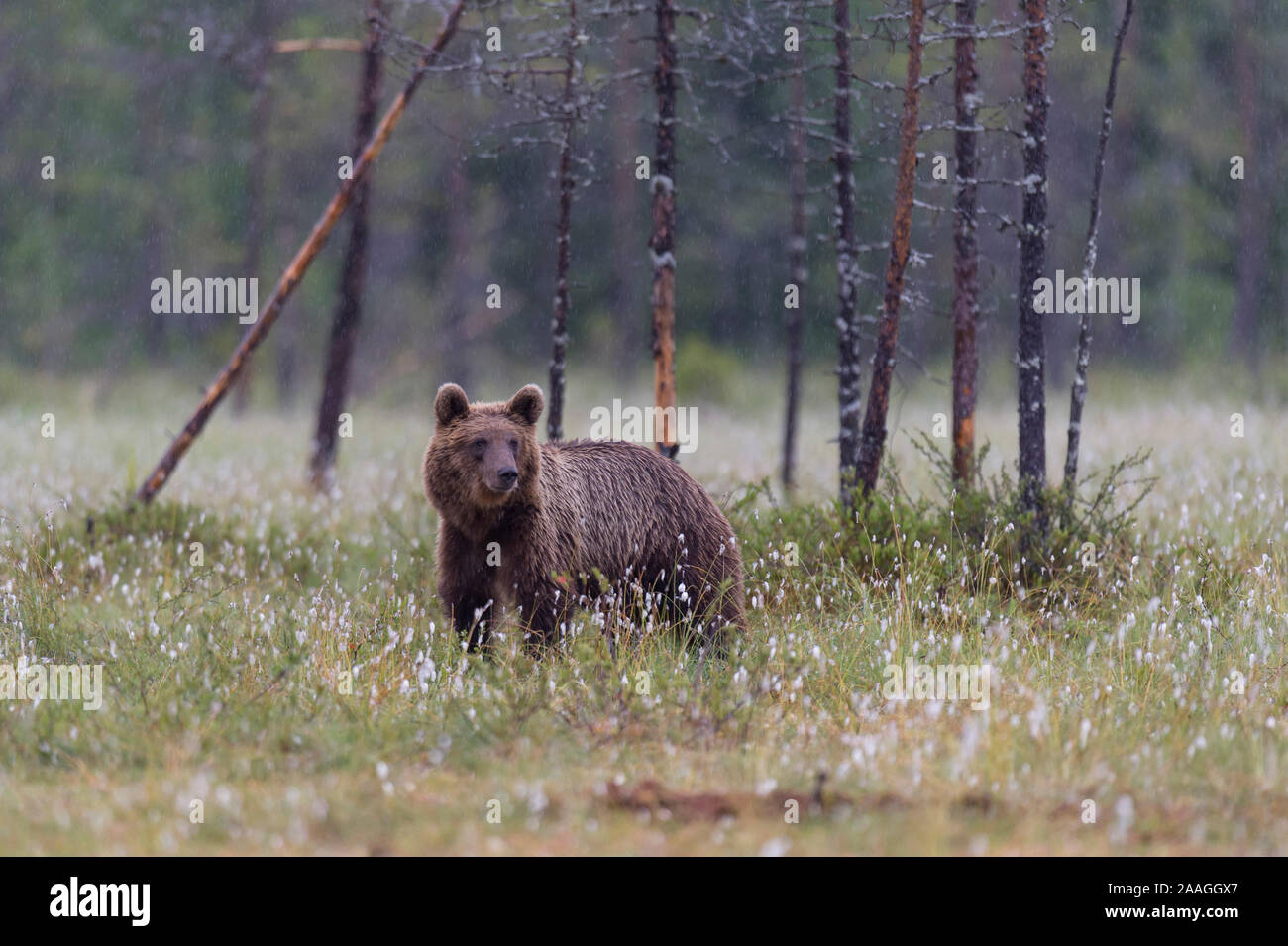 Braunbaer in Finnland Stock Photo - Alamy
