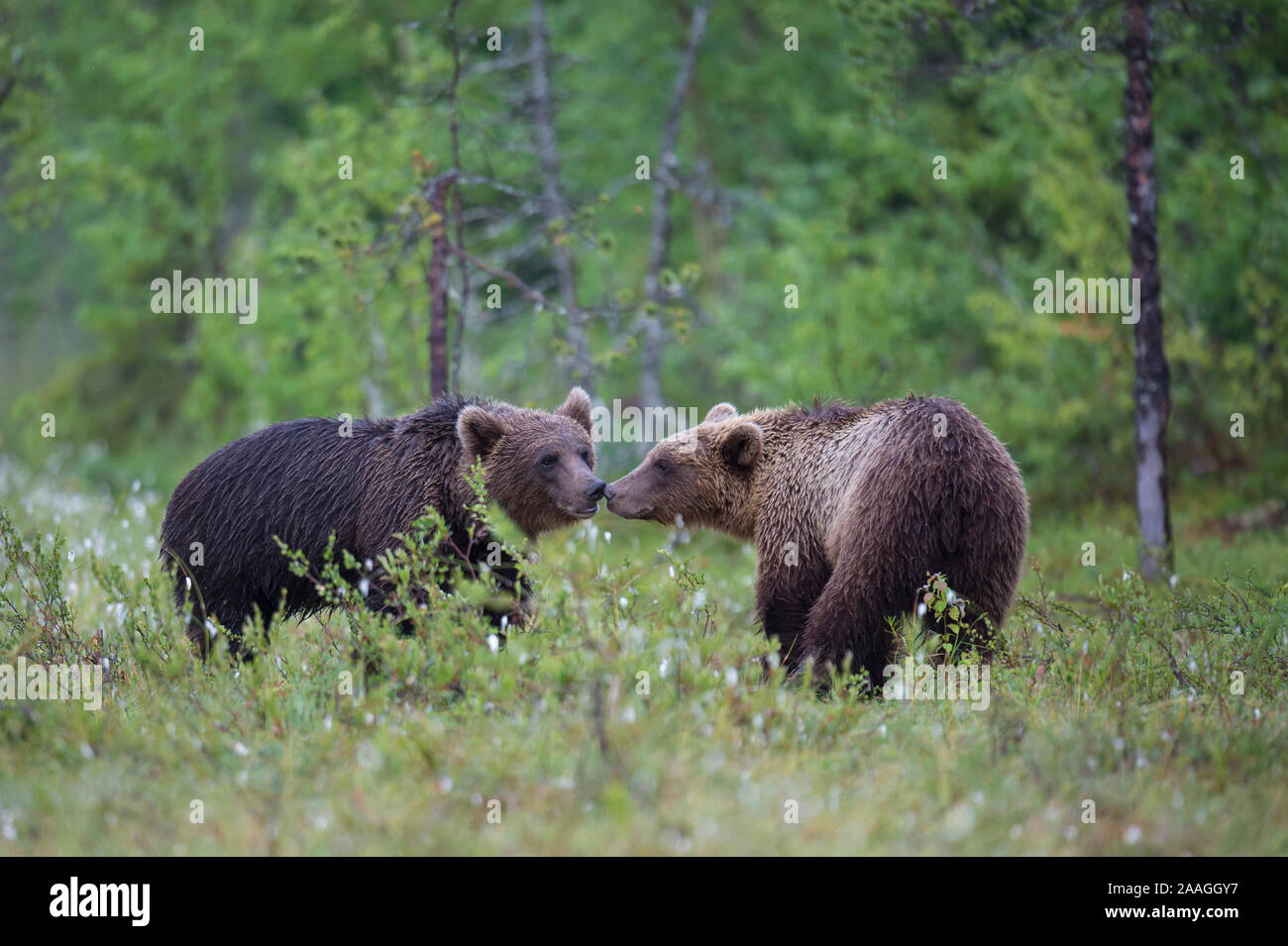 Braunbaer in Finnland Stock Photo - Alamy