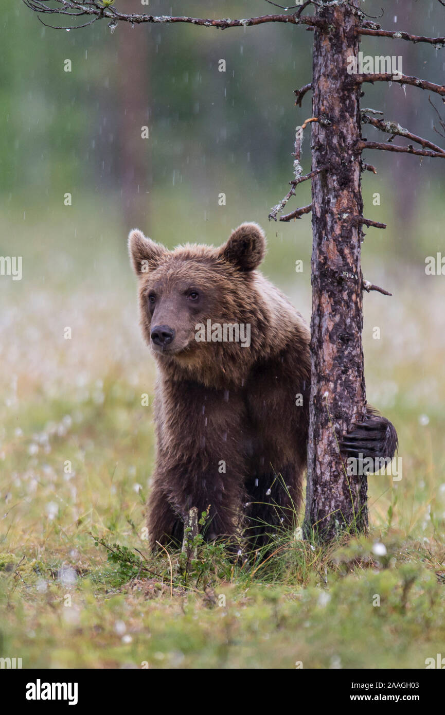 Braunbaer in Finnland Stock Photo - Alamy