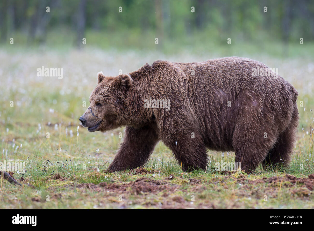 Braunbaer in Finnland Stock Photo - Alamy