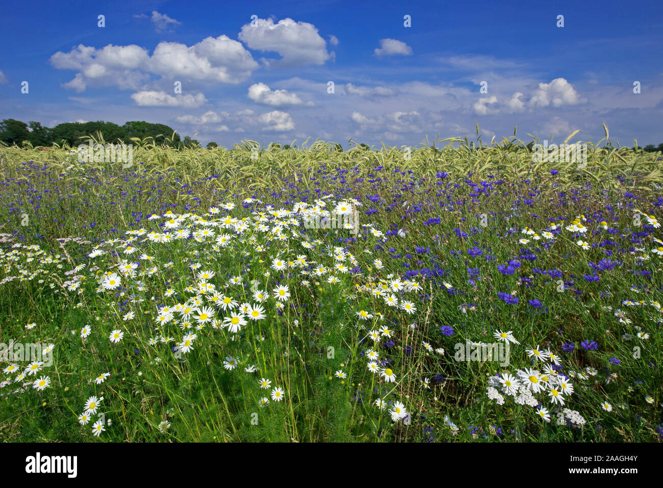 Blumen feld hi-res stock photography and images - Alamy
