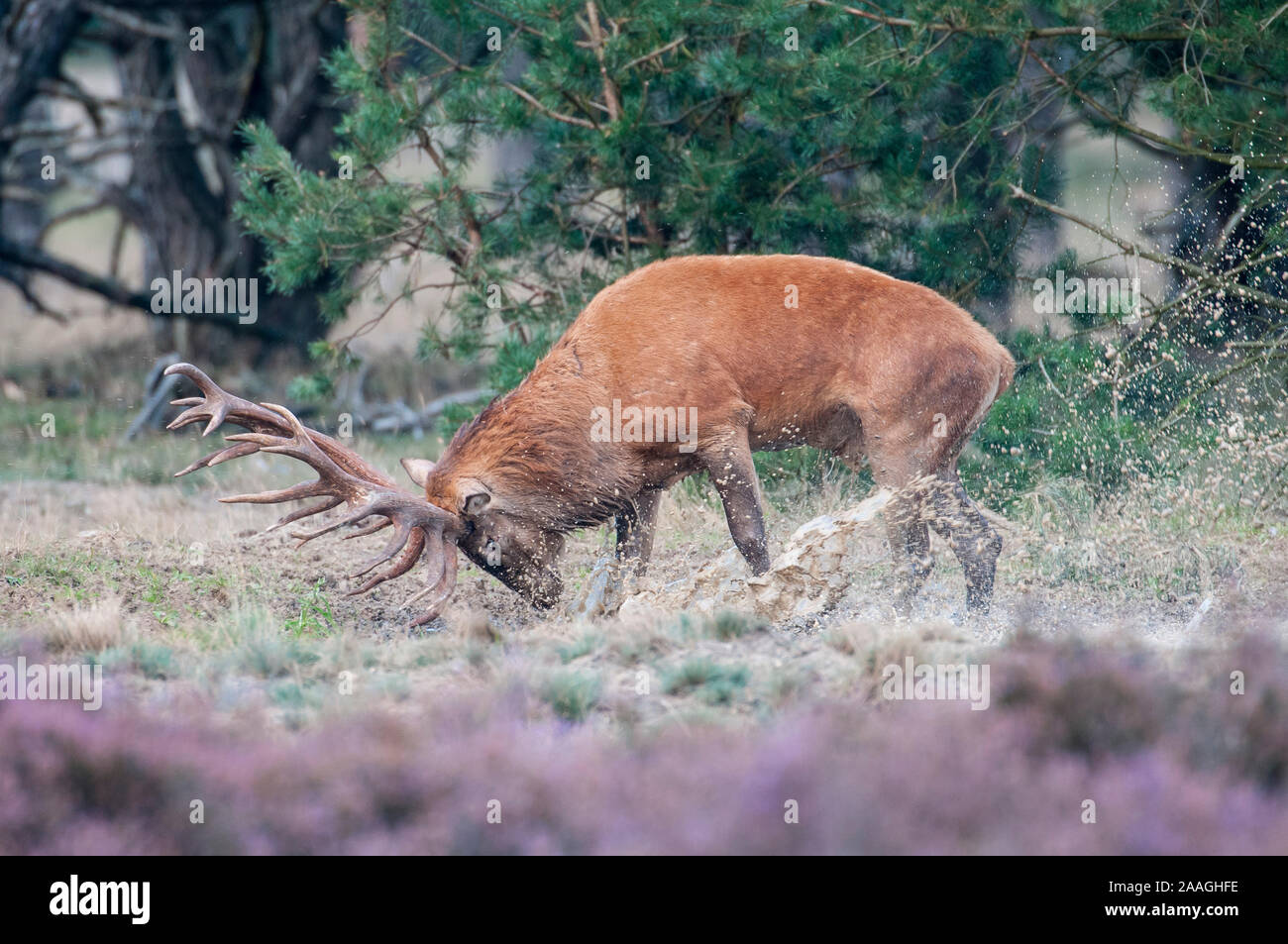 Rothirsch waehrend der Brunft Stock Photo - Alamy