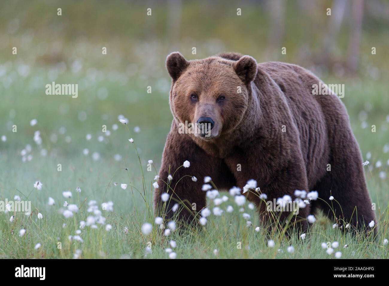 Braunbaer in Wiesenlandschaft Stock Photo - Alamy